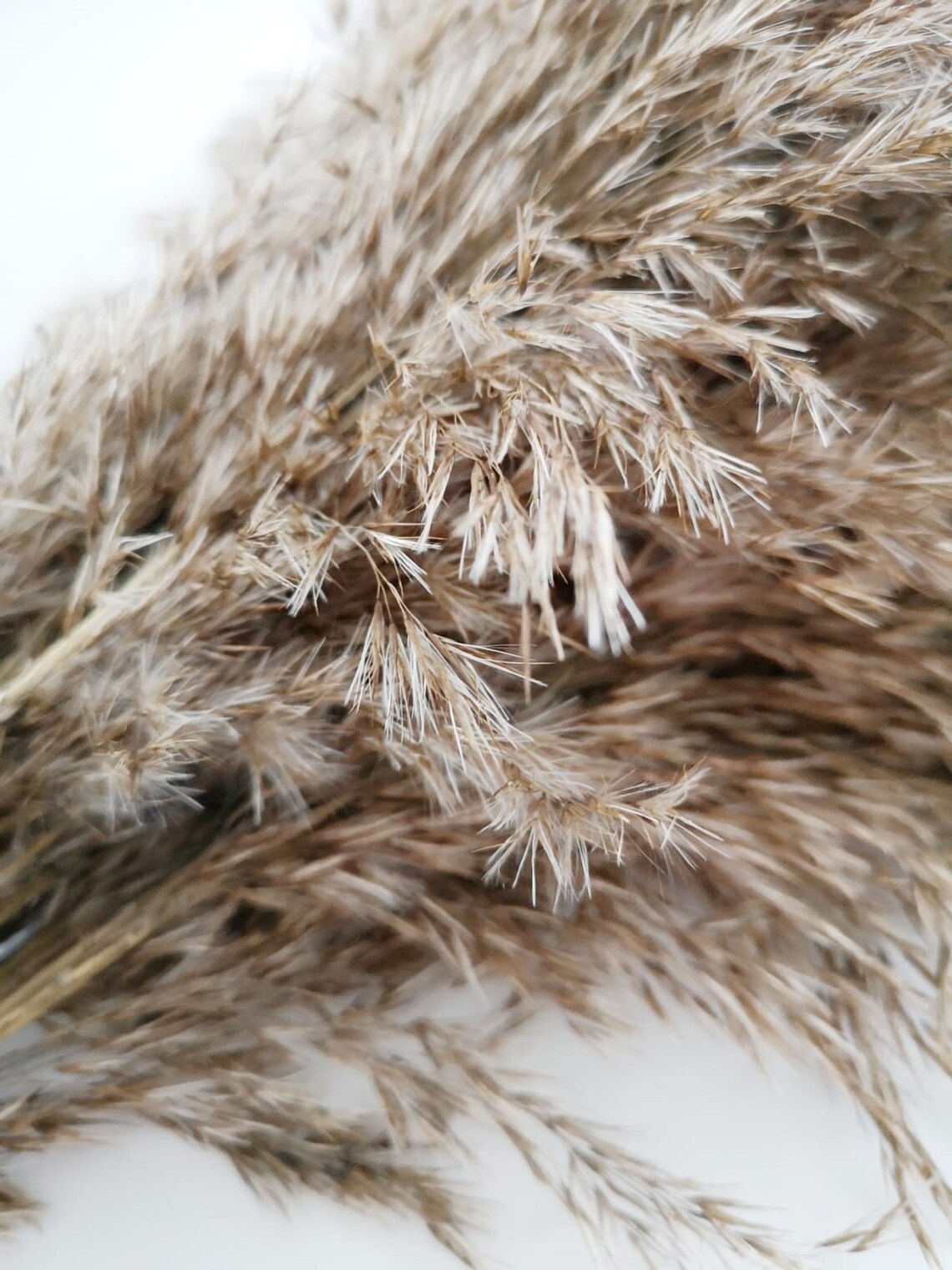 Dried Pampas Grass Bouquet Dried Reed Sticks 60 Cm (23.6 Inch) 30 Pcs ...