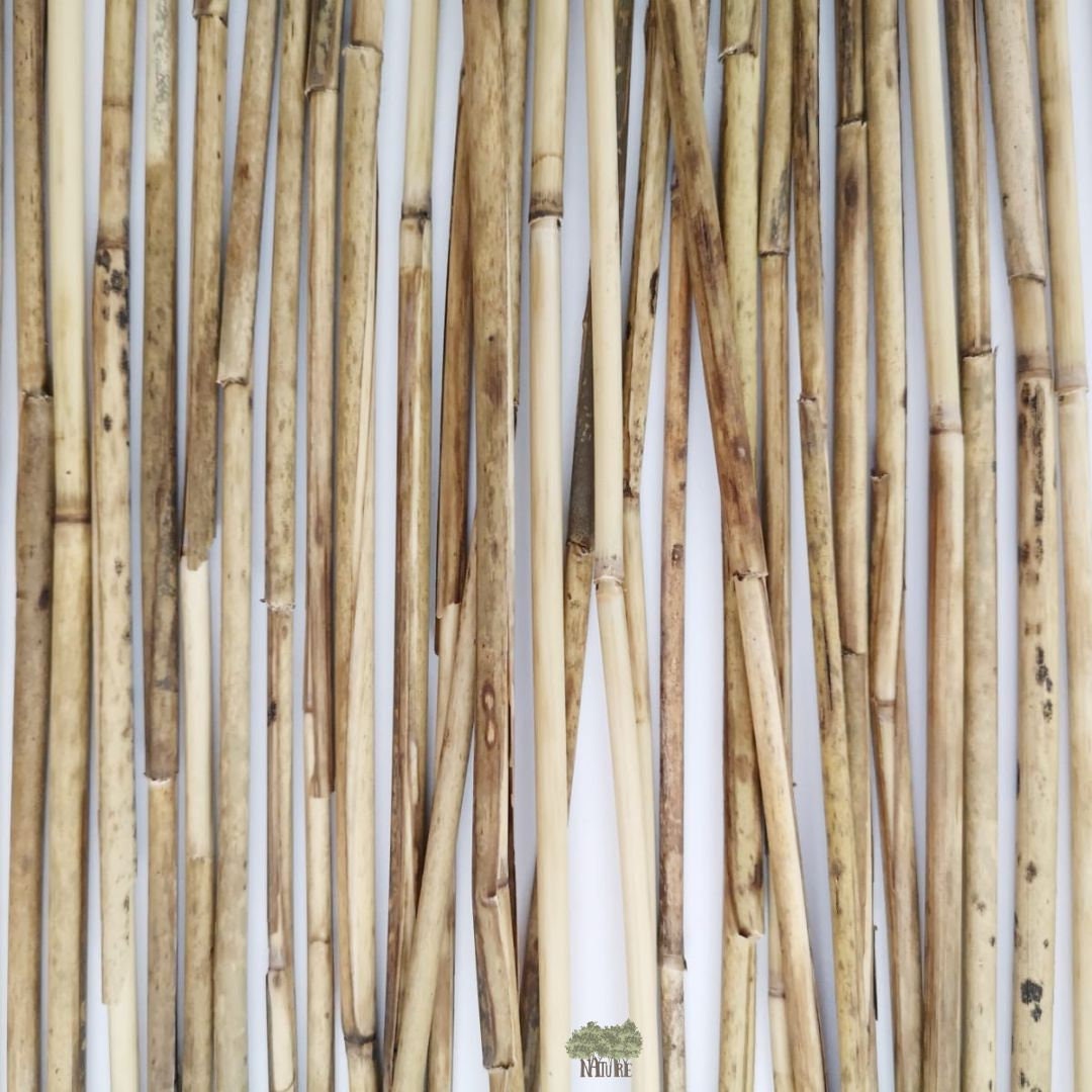 Reed Straws Set of 30 Dried Natural Reed Sticks Natural Reed Stalks ...