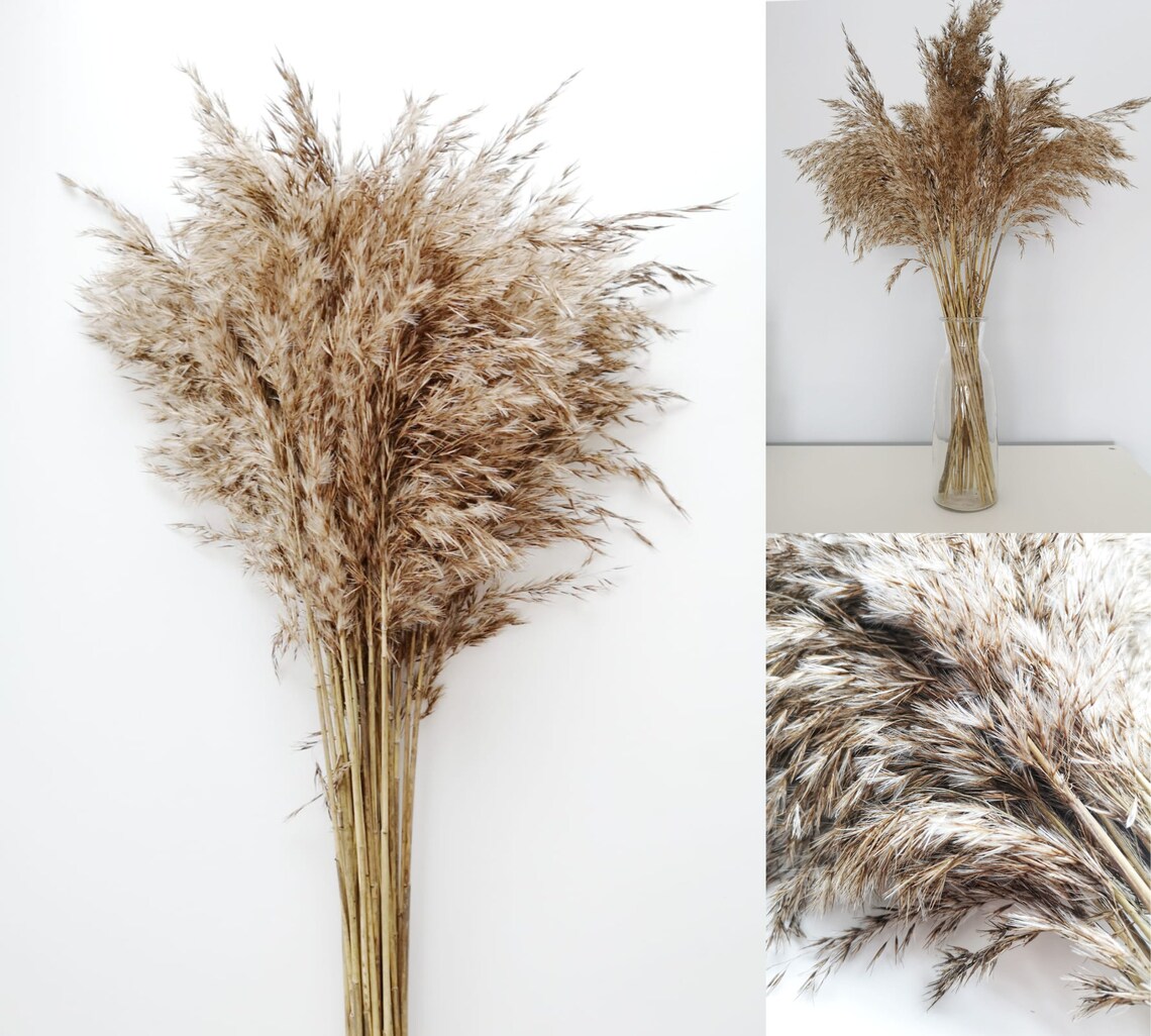 Dried Pampas Grass Bouquet Dried Reed Sticks 60 Cm (23.6 Inch) 30 Pcs ...