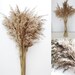 Dried Pampas Grass Bouquet Dried Reed Sticks 60 Cm 23.6 Inch 30 Pcs ...