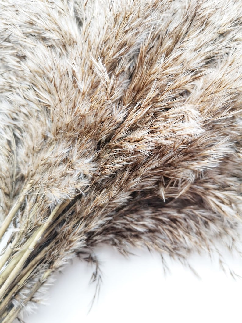 Dried Pampas Grass Bouquet Dried Reed Sticks 60 Cm (23.6 Inch) 30 Pcs ...