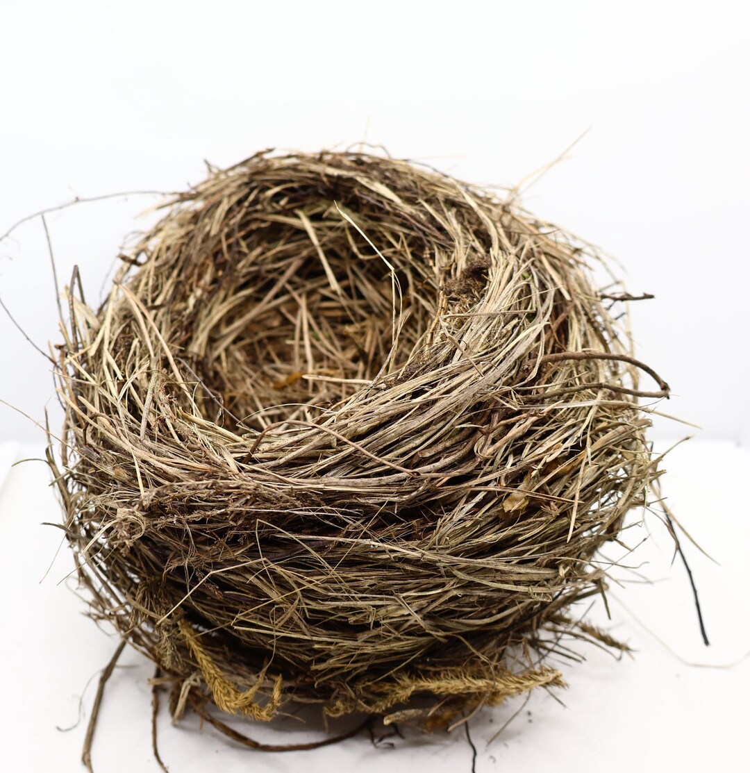 Natural Birds Nest Unique Real Bird Nest From Grass Feather Easter ...