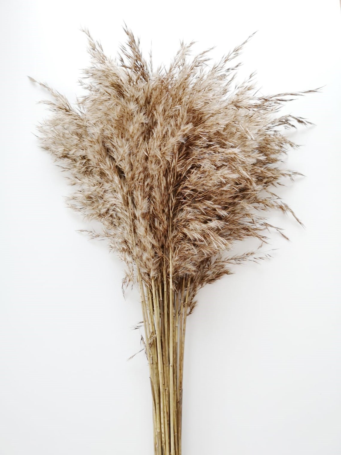 Dried Pampas Grass Bouquet Dried Reed Sticks 60 Cm (23.6 Inch) 30 Pcs ...