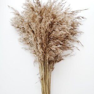 Dried Pampas Grass Bouquet Dried Reed Sticks 60 Cm 23.6 Inch 30 Pcs ...