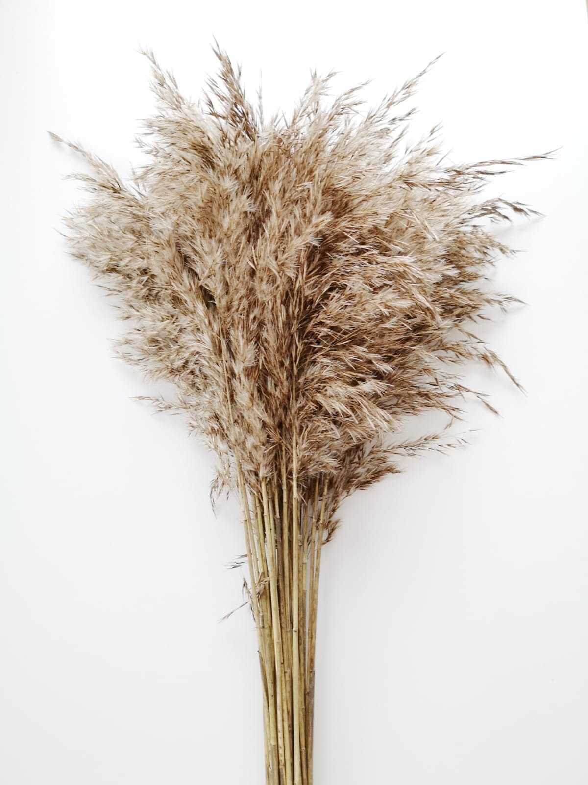 Dried Pampas Grass Bouquet Dried Reed Sticks 60 Cm (23.6 Inch) 30 Pcs ...