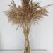 Dried Pampas Grass Bouquet Dried Reed Sticks 60 Cm 23.6 Inch 30 Pcs ...