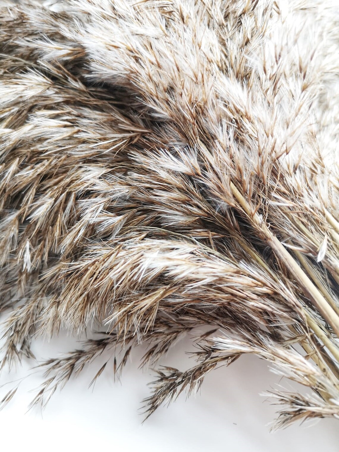 Dried Pampas Grass Bouquet Dried Reed Sticks 60 Cm (23.6 Inch) 30 Pcs ...