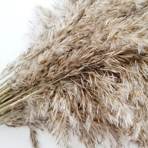 Dried Pampas Grass Bouquet Dried Reed Sticks 60 Cm 23.6 Inch 30 Pcs ...
