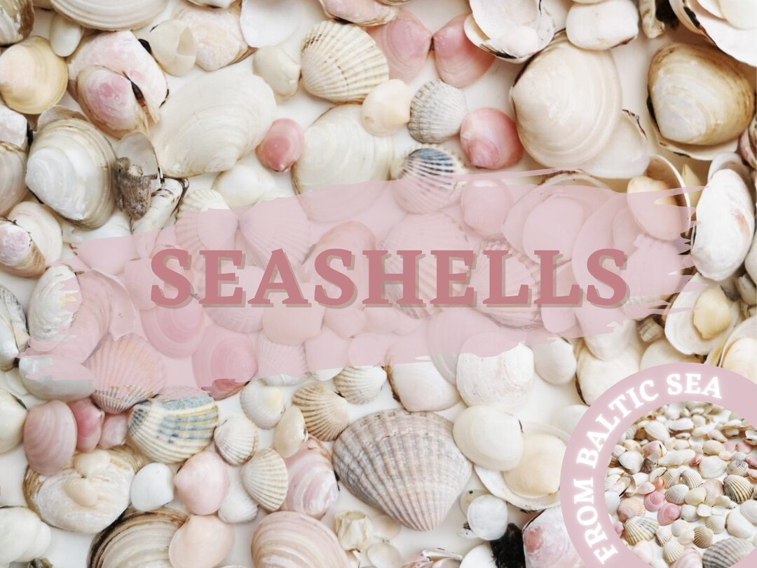 Small Seashells for Crafts | Natural Sea Shells | Beach Craft Supplies ...