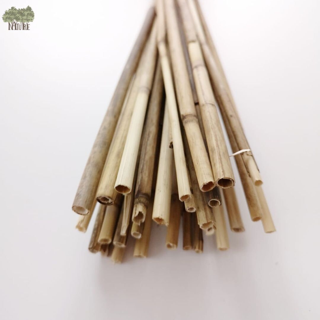 Reed Straws Set of 30 Dried Natural Reed Sticks Natural Reed Stalks Reed Straws for Himmeli ...