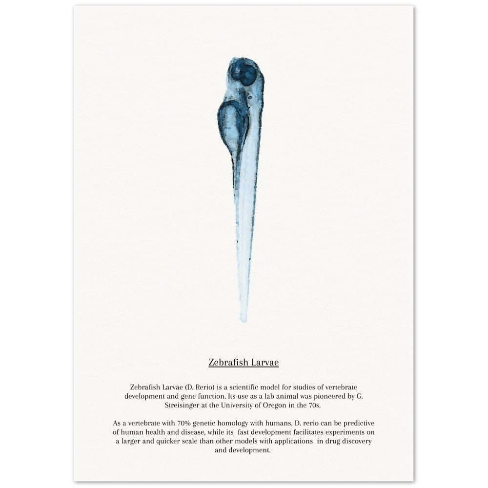 Zebrafish Larvae Marker Paint With Description, Organisms, Microscopy ...