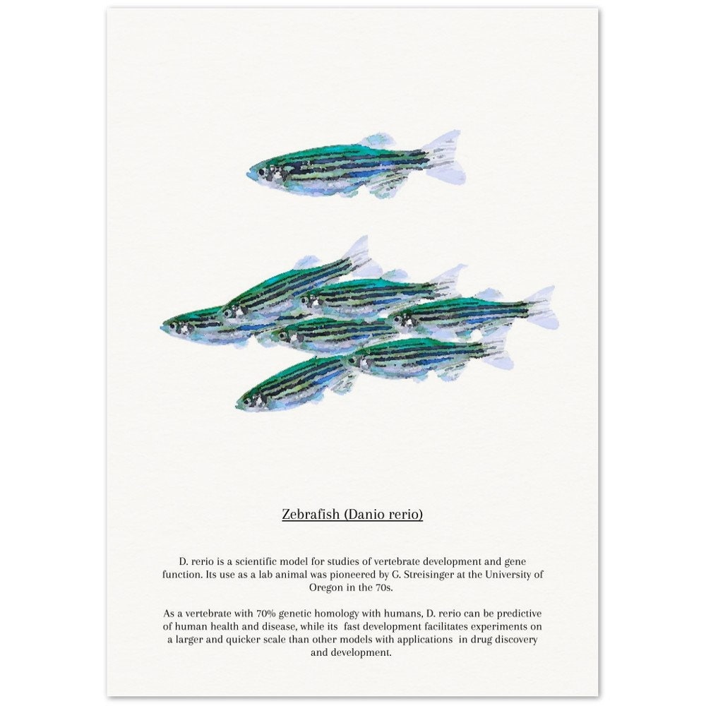 Zebrafish Scientific Model Print, Medical Science, Microscopy Art - Etsy