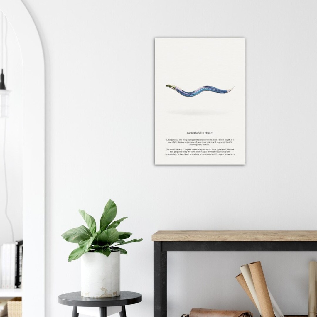 C. Elegans Roundworm Biology Poster, Science Print - Etsy