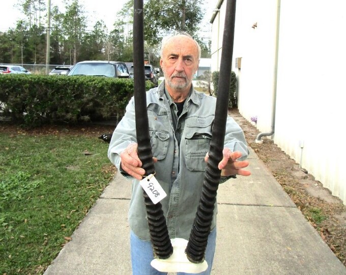 16 Blackbuck European Real Skull Taxidermy Mount Man Cave Lodge Decor ...