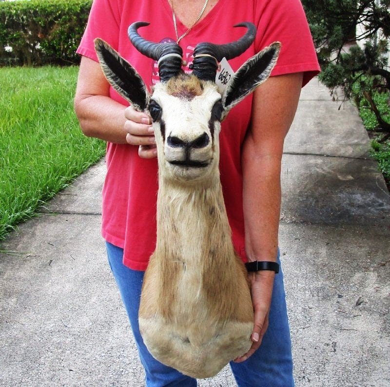 African Springbok Shoulder Mount With 11 and 12 Inches Horns Beautiful ...