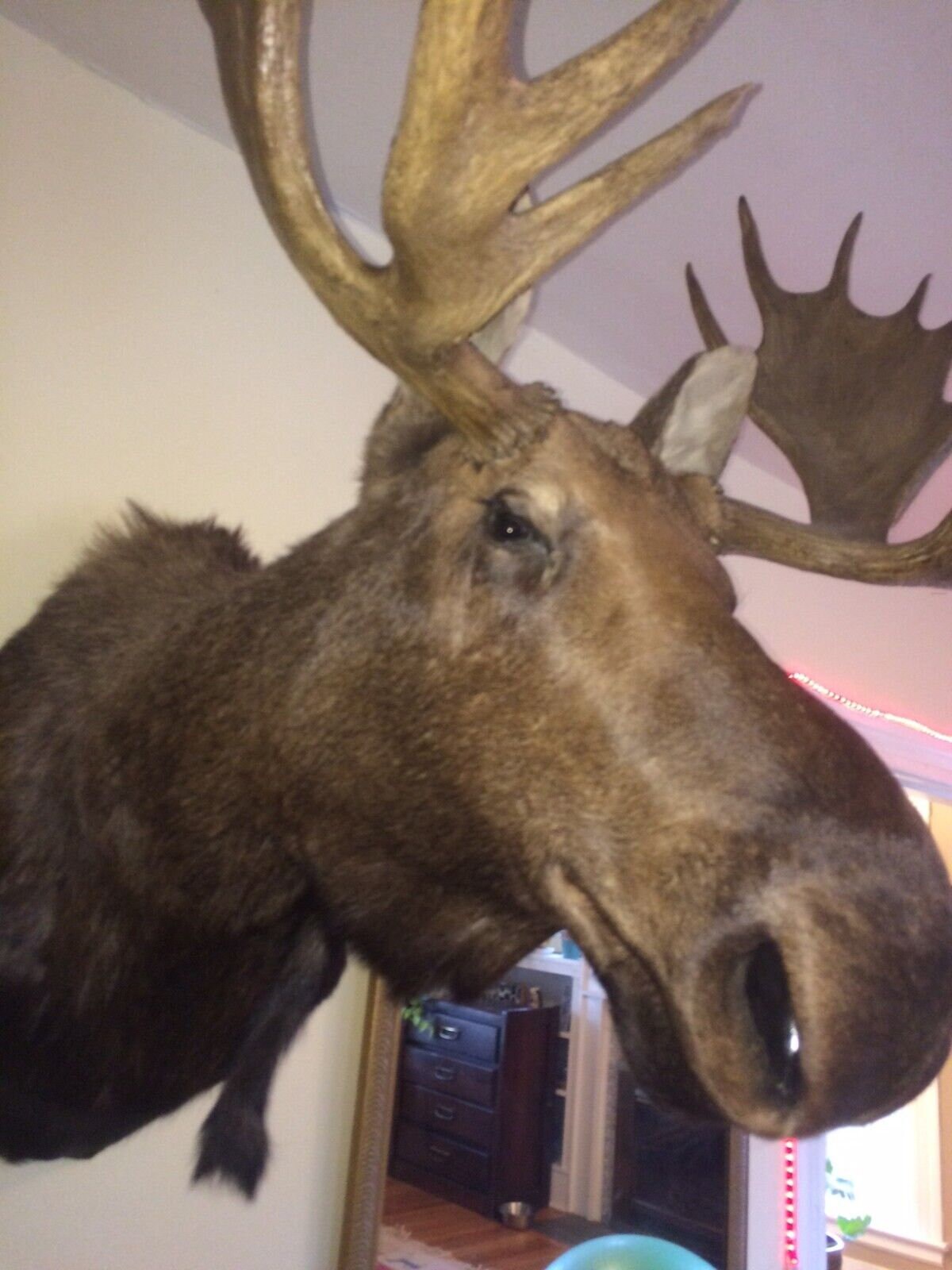Canadian Taxidermy Shoulder Mount Moose - Etsy