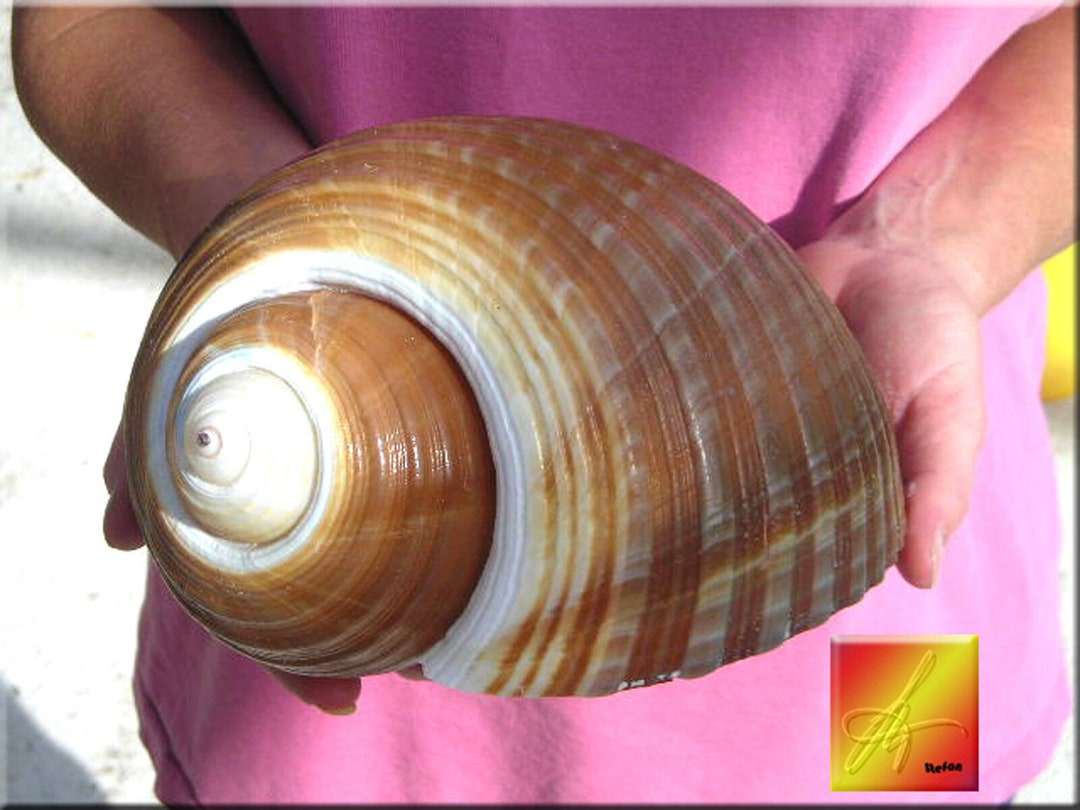 Giant Tonna Cepa Shell Tun Shell Beach Nautical Decor 8-9 Real Seashell ...