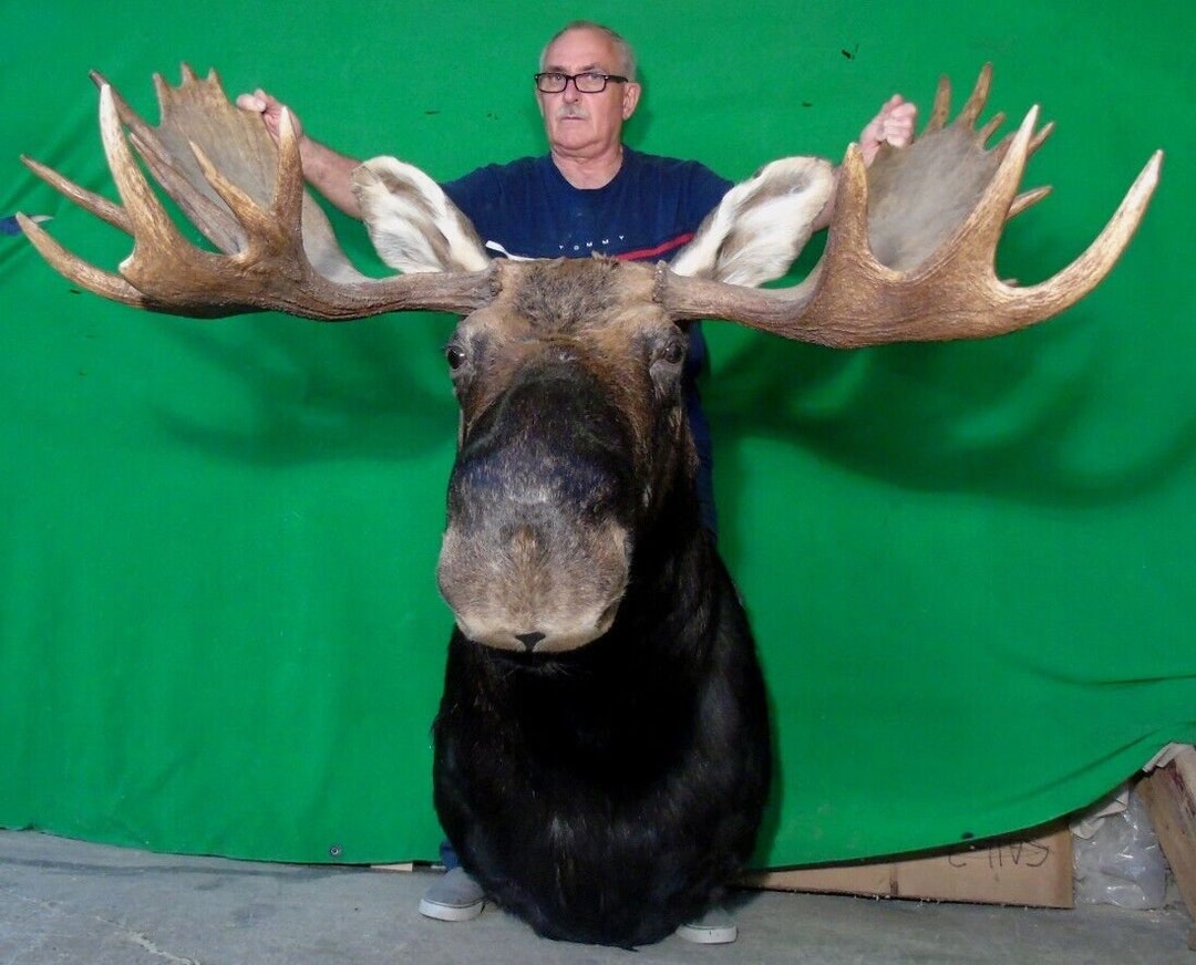 Impressive Canadian Moose Mount Taxidermy Head Massive Bull With 23 ...