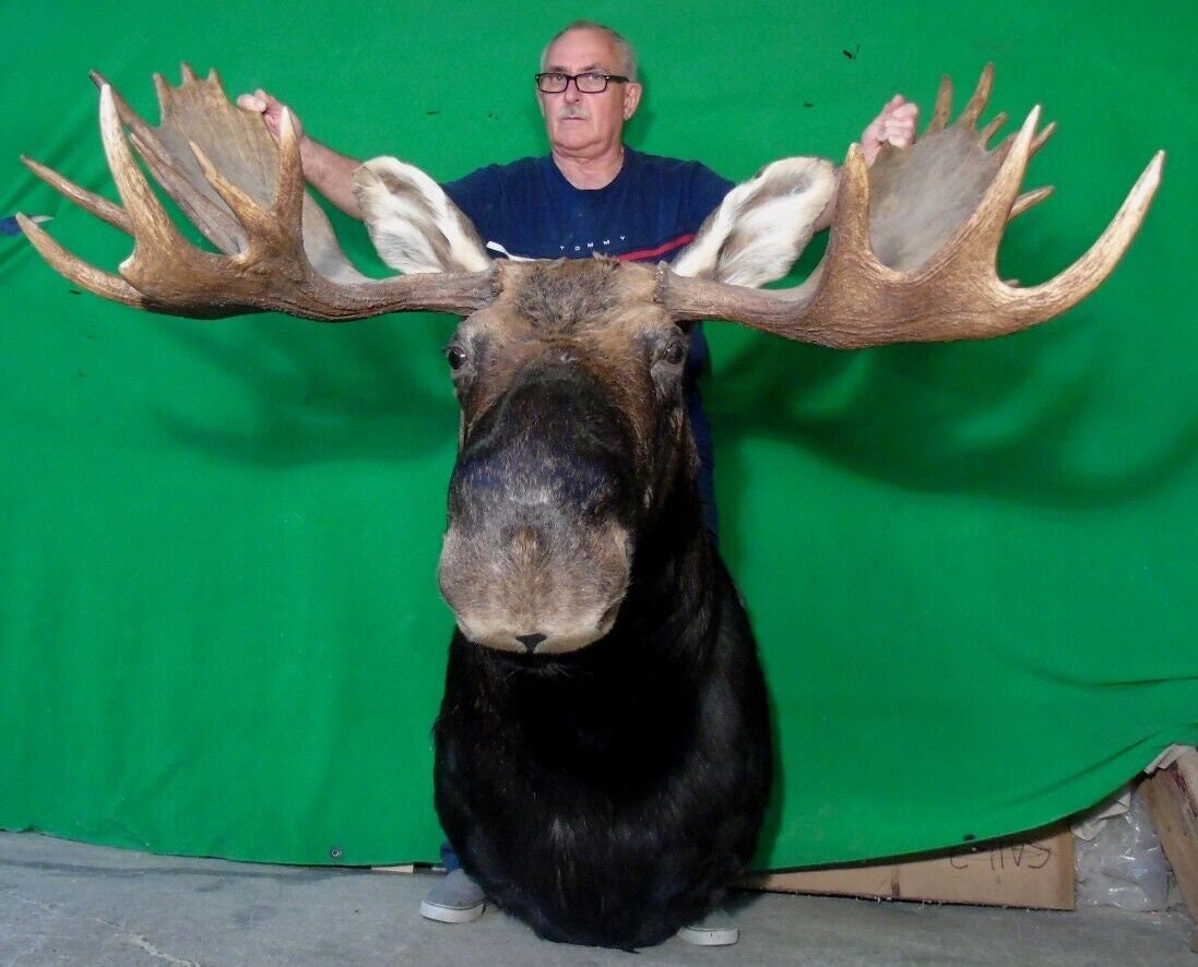 Impressive Canadian Moose Mount Taxidermy Head Massive Bull With 23 ...