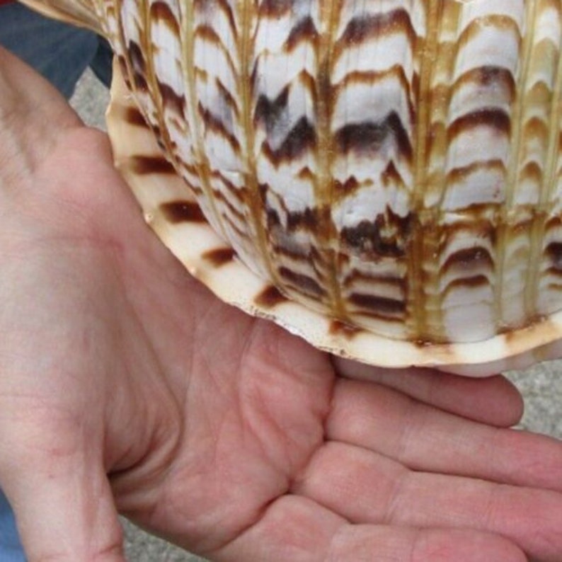 Giant Shell Pacific Triton Trumpet Seashell Polished & - Etsy