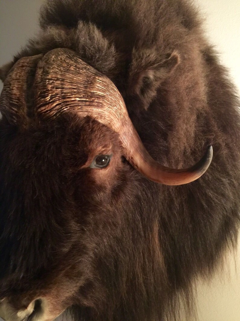Muskox Musk OX Shoulder Taxidermy Mount - Etsy