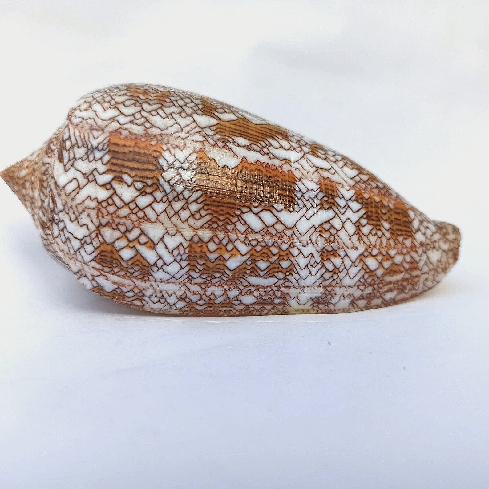 Exceptional Giant Sea Snail Conus Textile 126.5mm, Alive and Near World ...