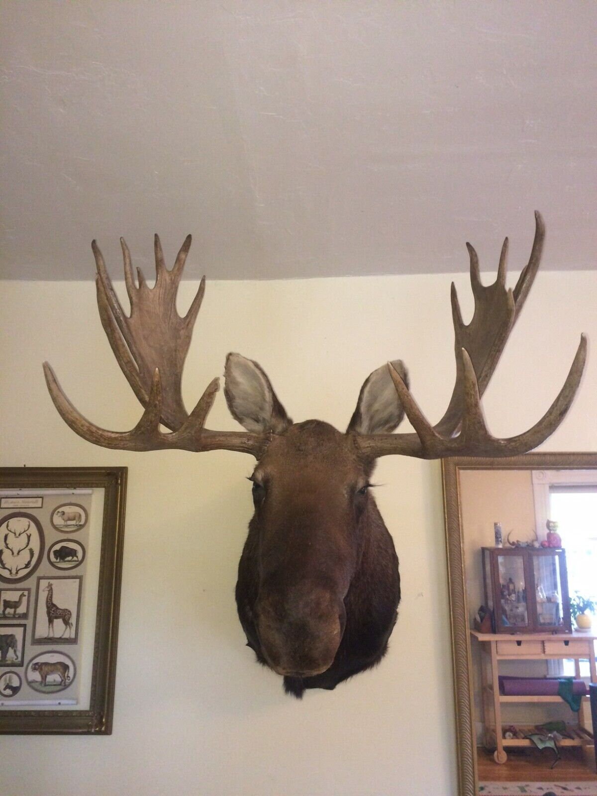 Canadian Taxidermy Shoulder Mount Moose - Etsy