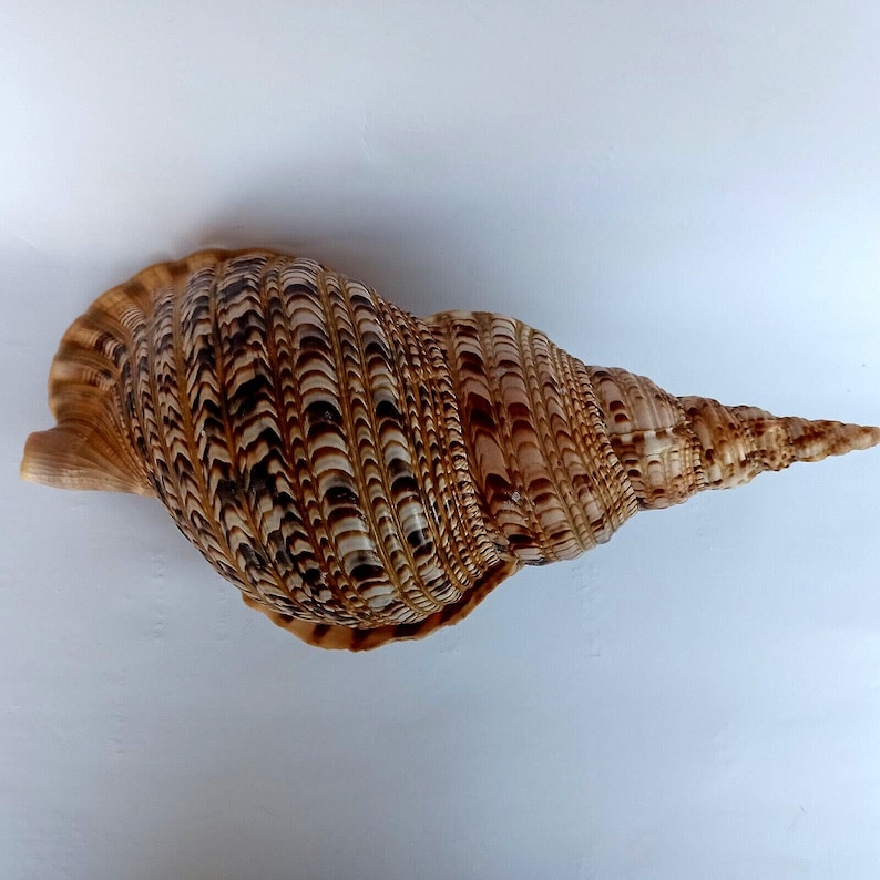 Beautiful Triton 440mm 17.4 Charonia Tritonis Sea Snail A Fantastic ...