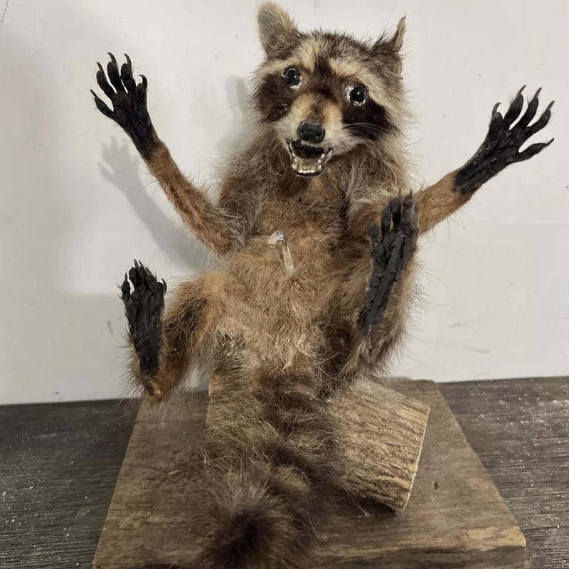 Weird Taxidermy Etsy