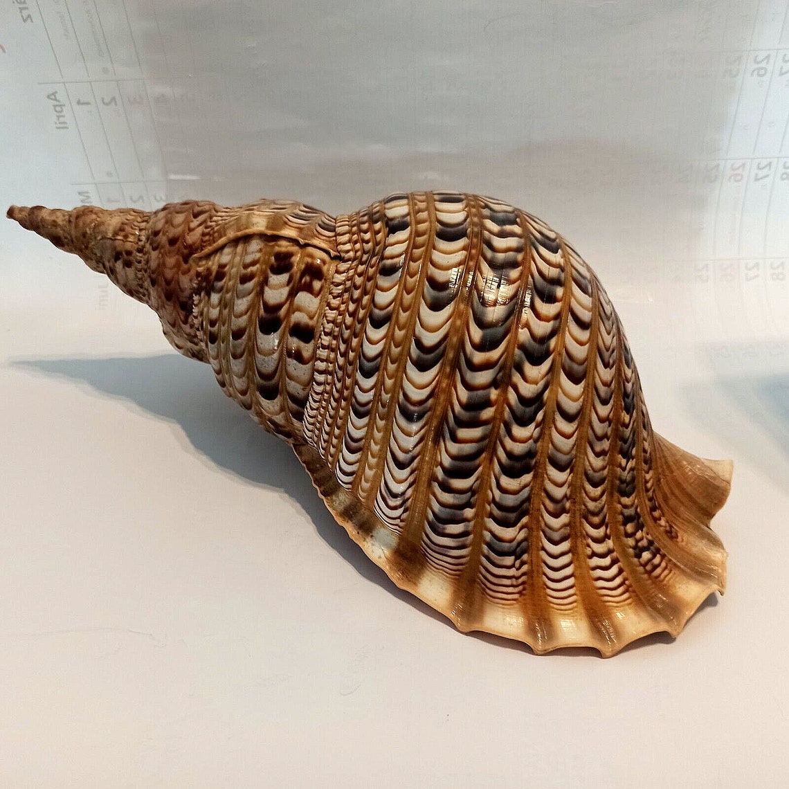 Beautiful Triton 440mm 17.4 Charonia Tritonis Sea - Etsy