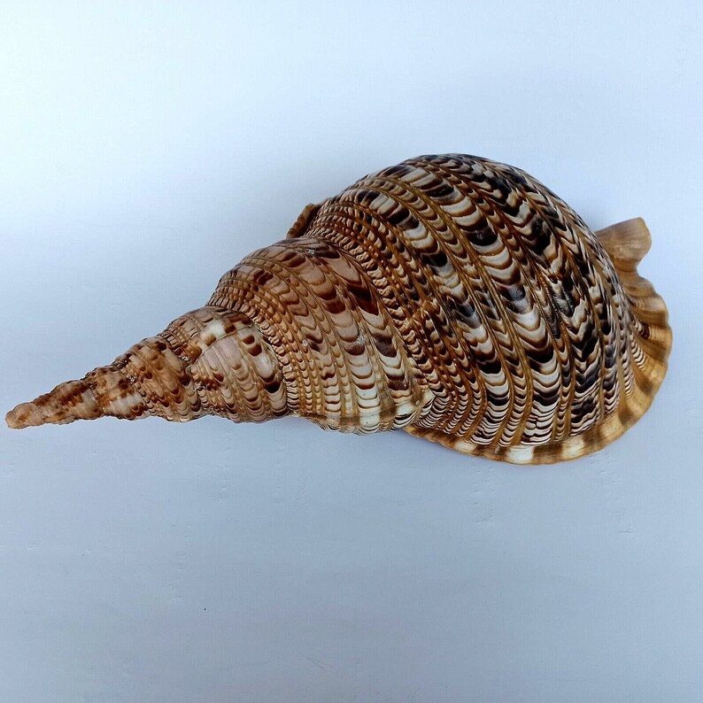 Beautiful Triton 440mm 17.4 Charonia Tritonis Sea Snail A Fantastic ...