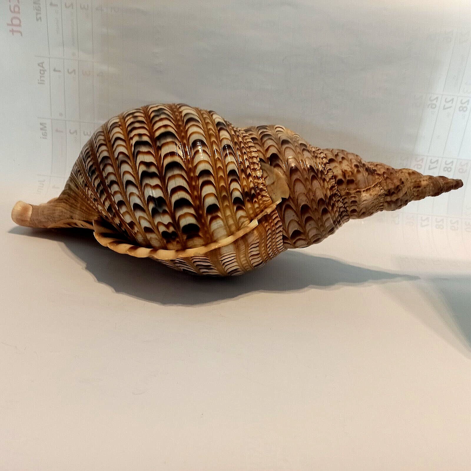 Beautiful Triton 440mm 17.4 Charonia Tritonis Sea - Etsy