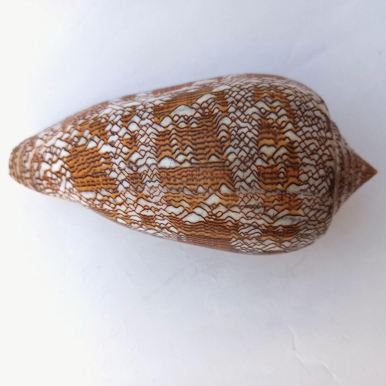 Exceptional Giant Sea Snail Conus Textile 126.5mm, Alive and Near World ...