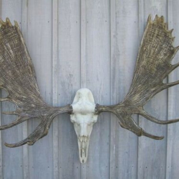 Antler Rack - Etsy