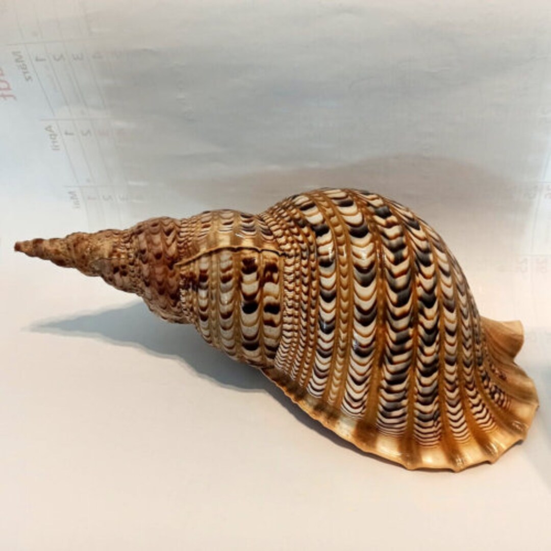 Beautiful Triton 440mm 17.4 Charonia Tritonis Sea - Etsy