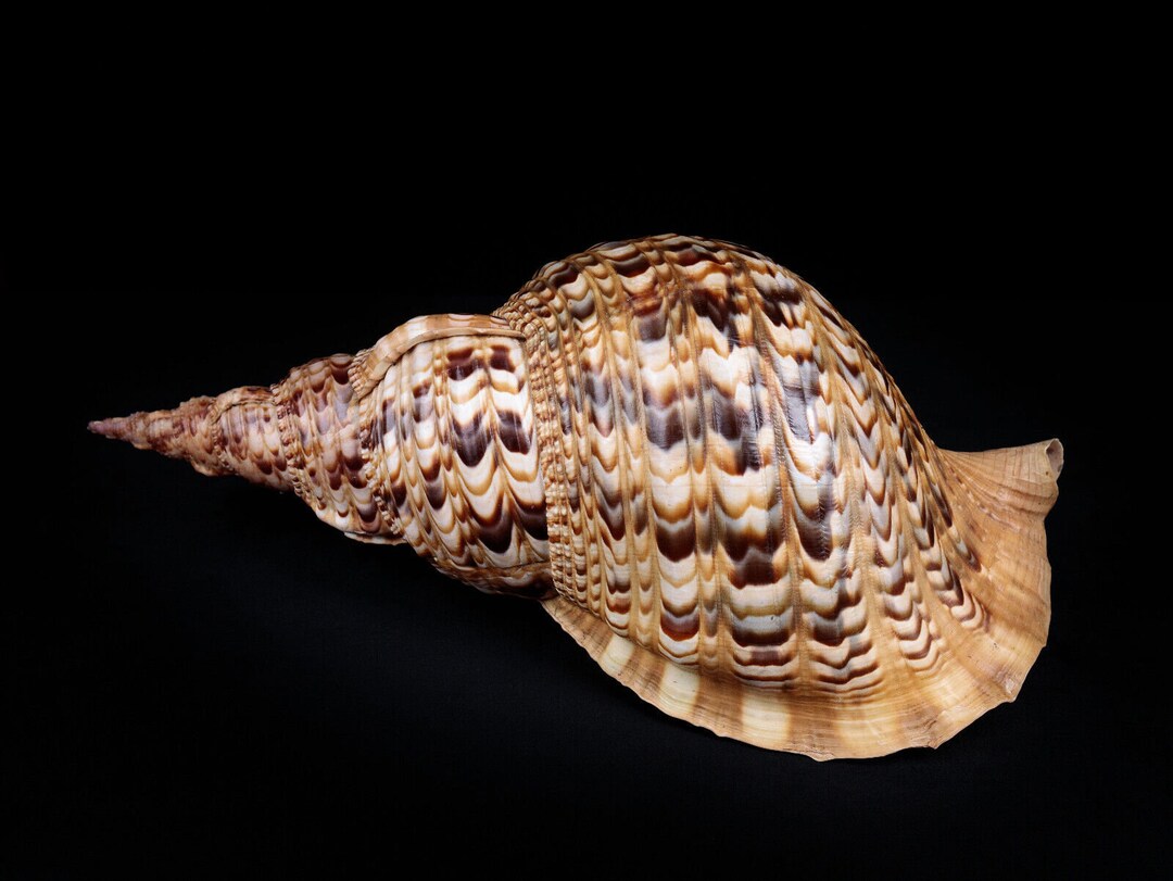 Triton Shell BIG 381mm / 15: Charonia Tritonis Conch Shell From the ...