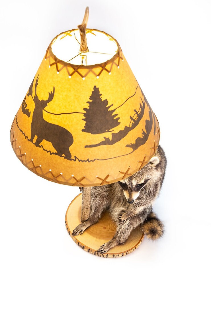 Raccoon Taxidermy With Lamp & Shade - Etsy