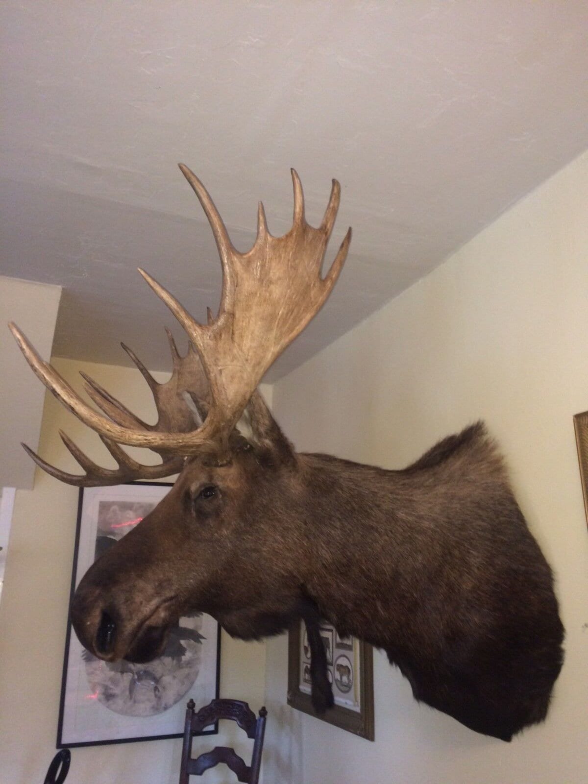 Canadian Taxidermy Shoulder Mount Moose - Etsy