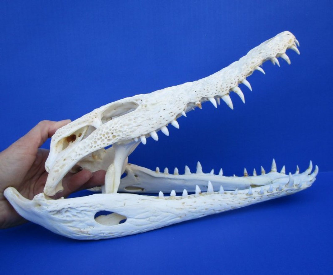 Crocodile Skull Authentic Nile Crocodile Skull Imported From Africa - Etsy