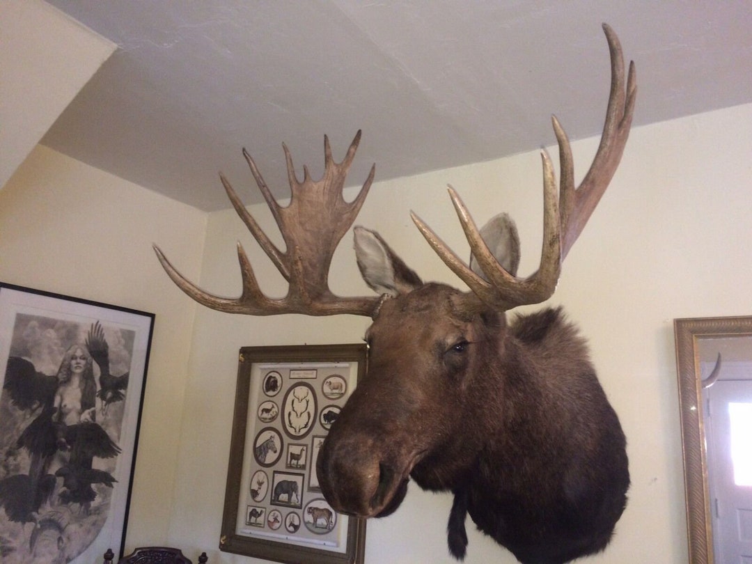 Canadian Taxidermy Shoulder Mount Moose - Etsy