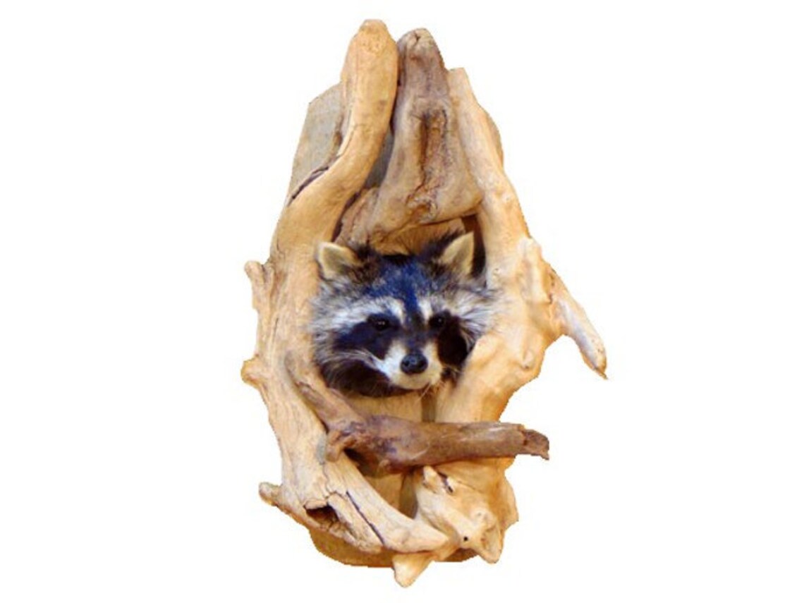 Peeping Raccoon Single Taxidermy Mount - Etsy