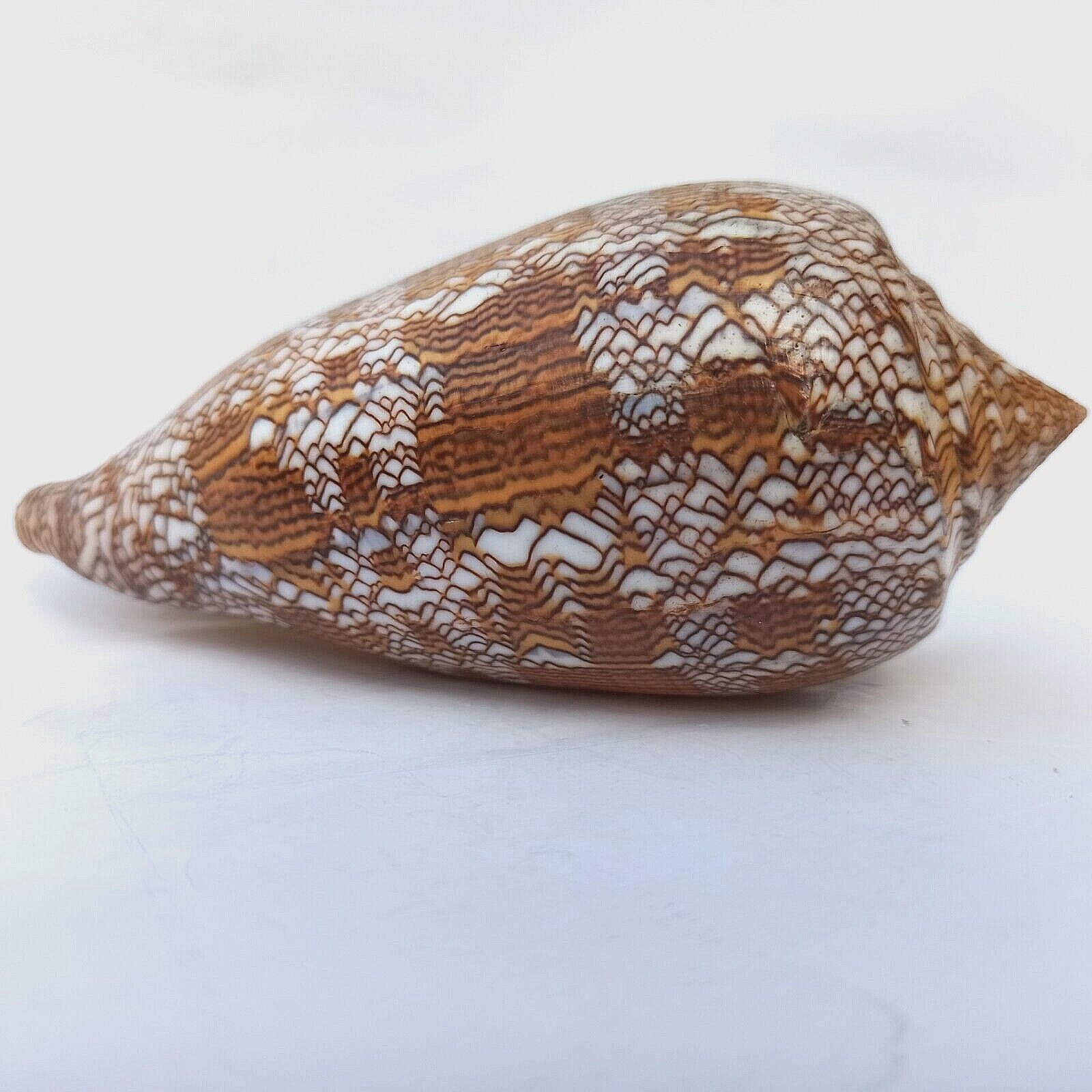 Exceptional Giant Sea Snail Conus Textile 126.5mm, Alive and Near World ...