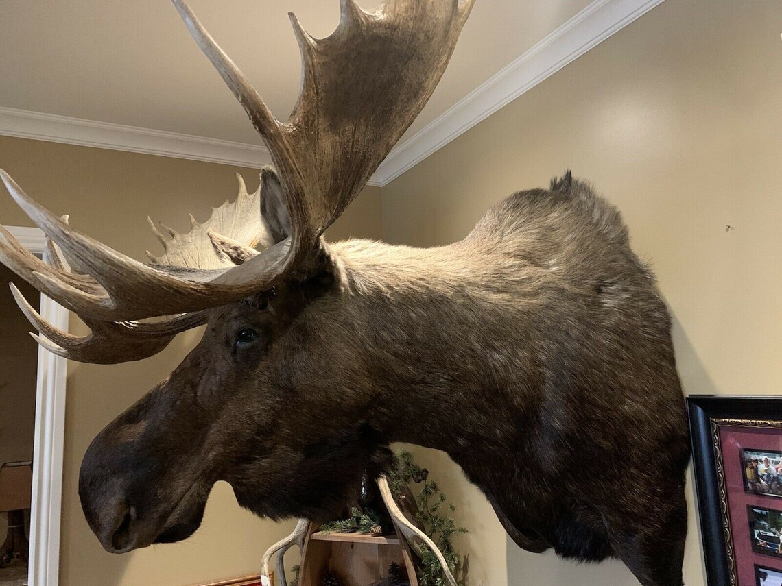Moosehead Shoulder Mount Taxidermy - Etsy