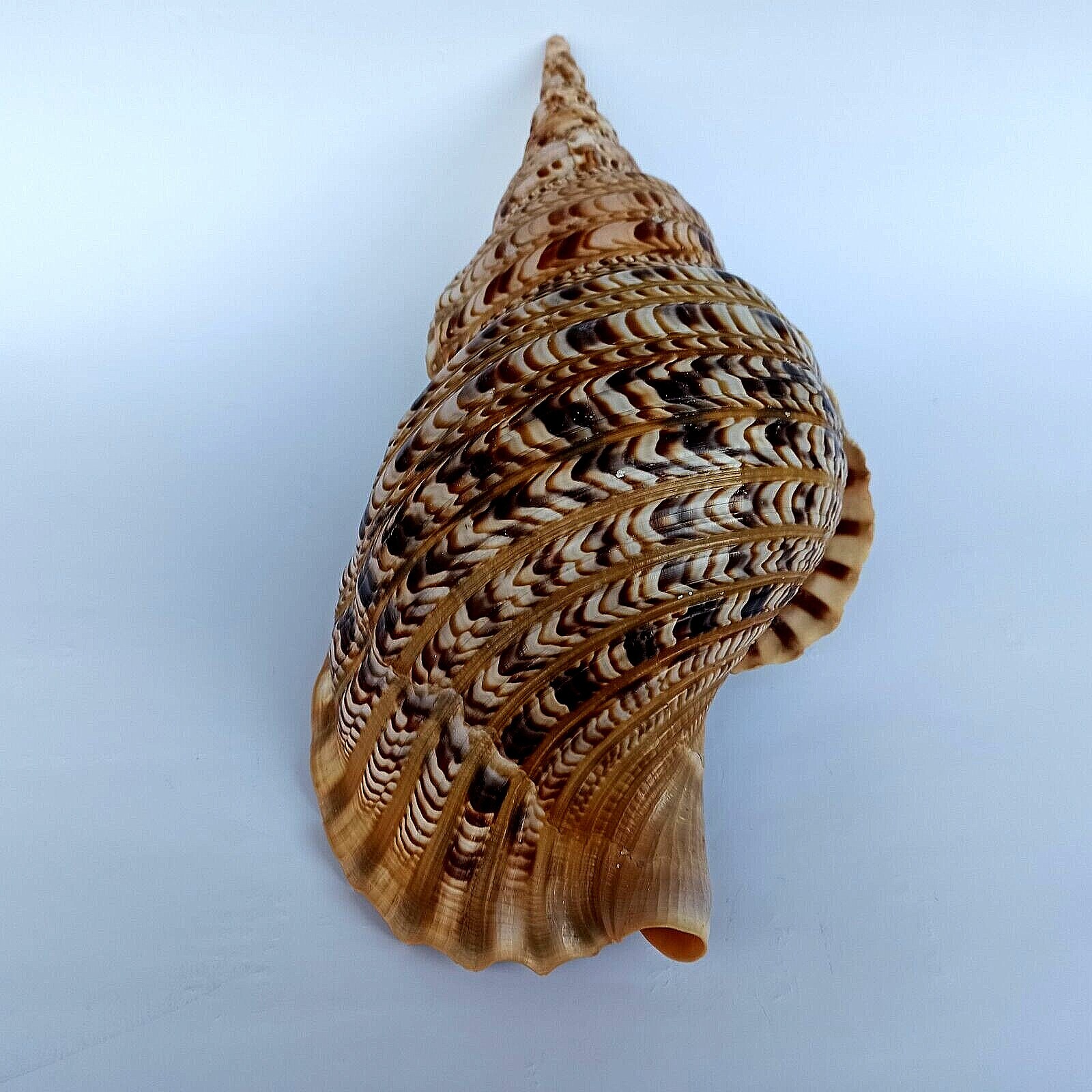 Beautiful Triton 440mm 17.4 Charonia Tritonis Sea Snail A Fantastic ...