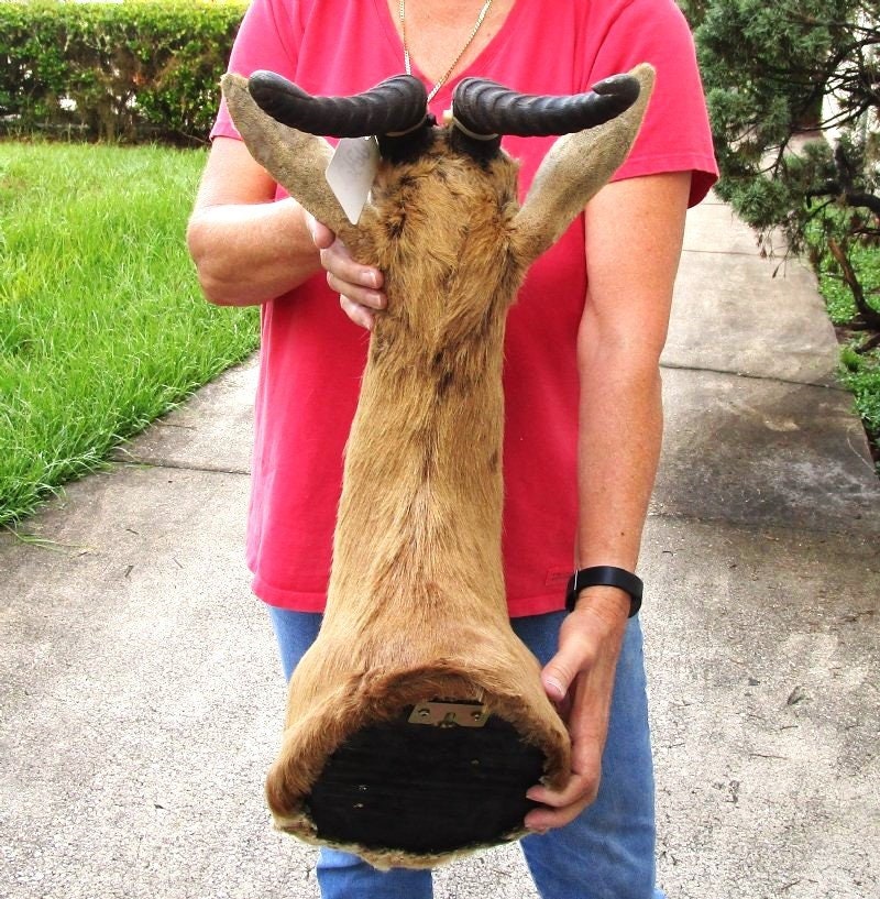 African Springbok Shoulder Mount With 11 and 12 Inches Horns - Etsy