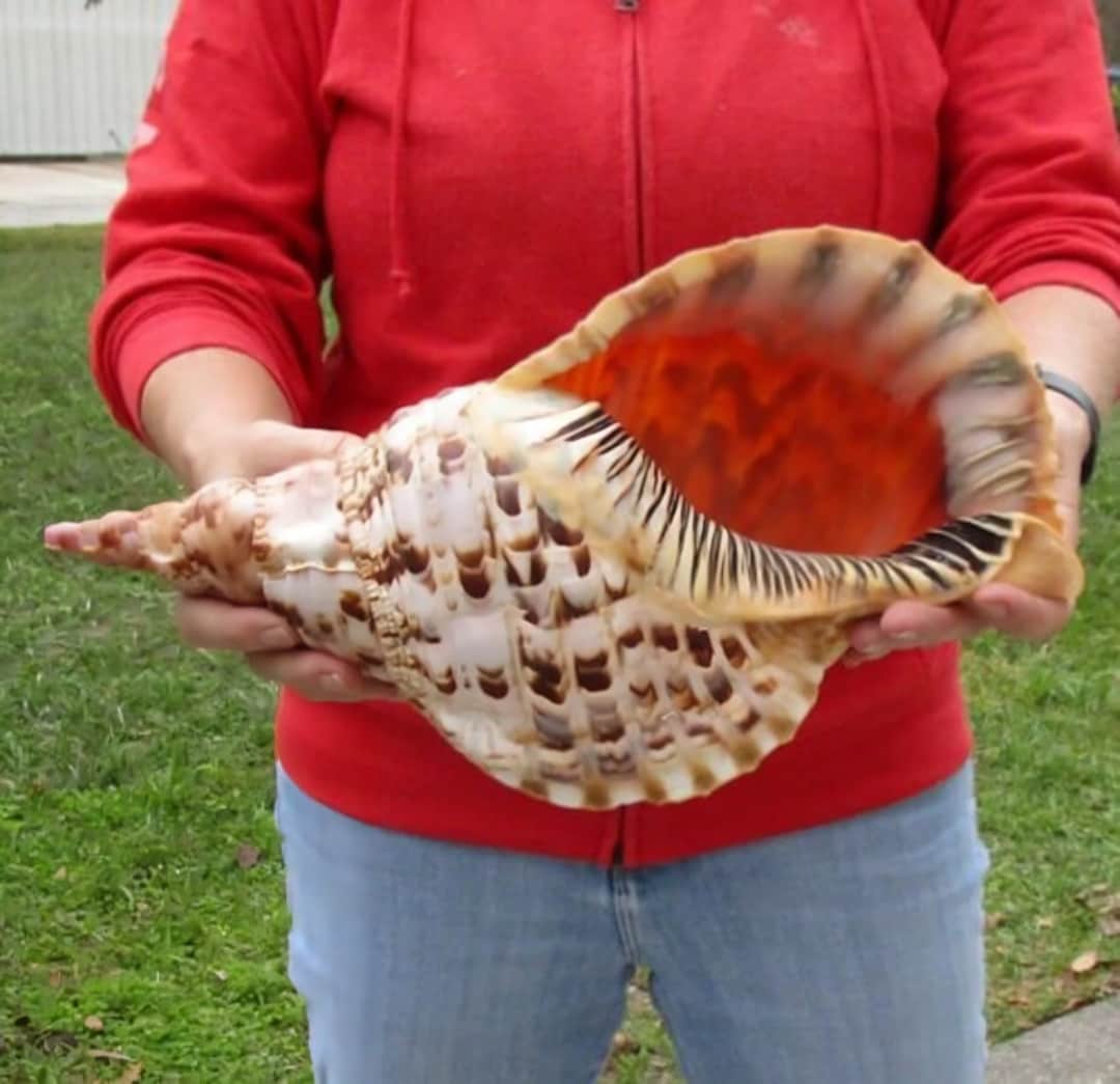 Giant Shell Pacific Triton Trumpet Seashell, Polished & Ideal for ...