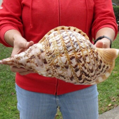 Giant Shell Pacific Triton Trumpet Seashell Polished & - Etsy