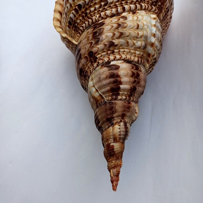 Exquisite Triton Shell Museum-quality Specimen Rare Sea Snail Charonia ...