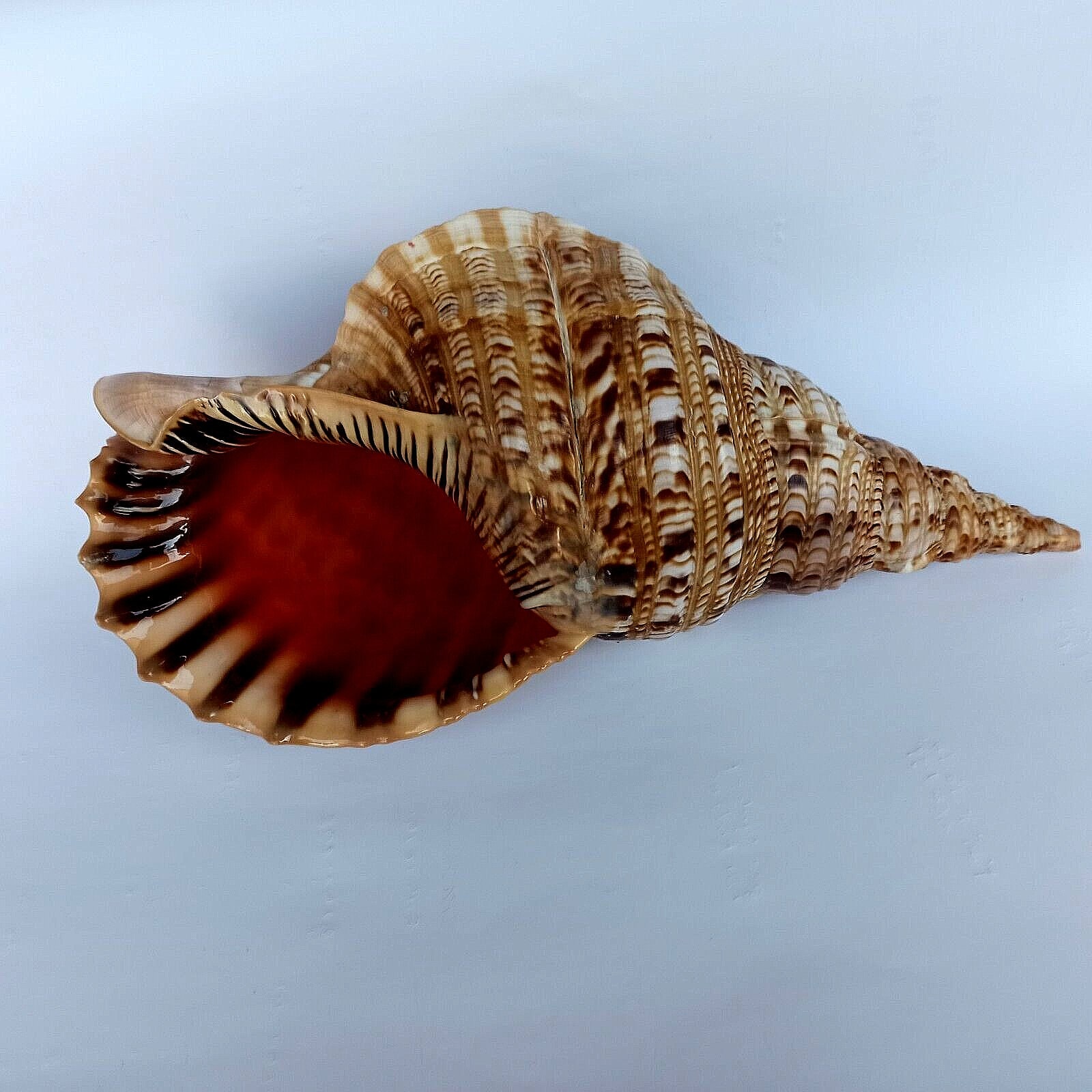 Beautiful Triton 440mm 17.4 Charonia Tritonis Sea Snail A Fantastic ...