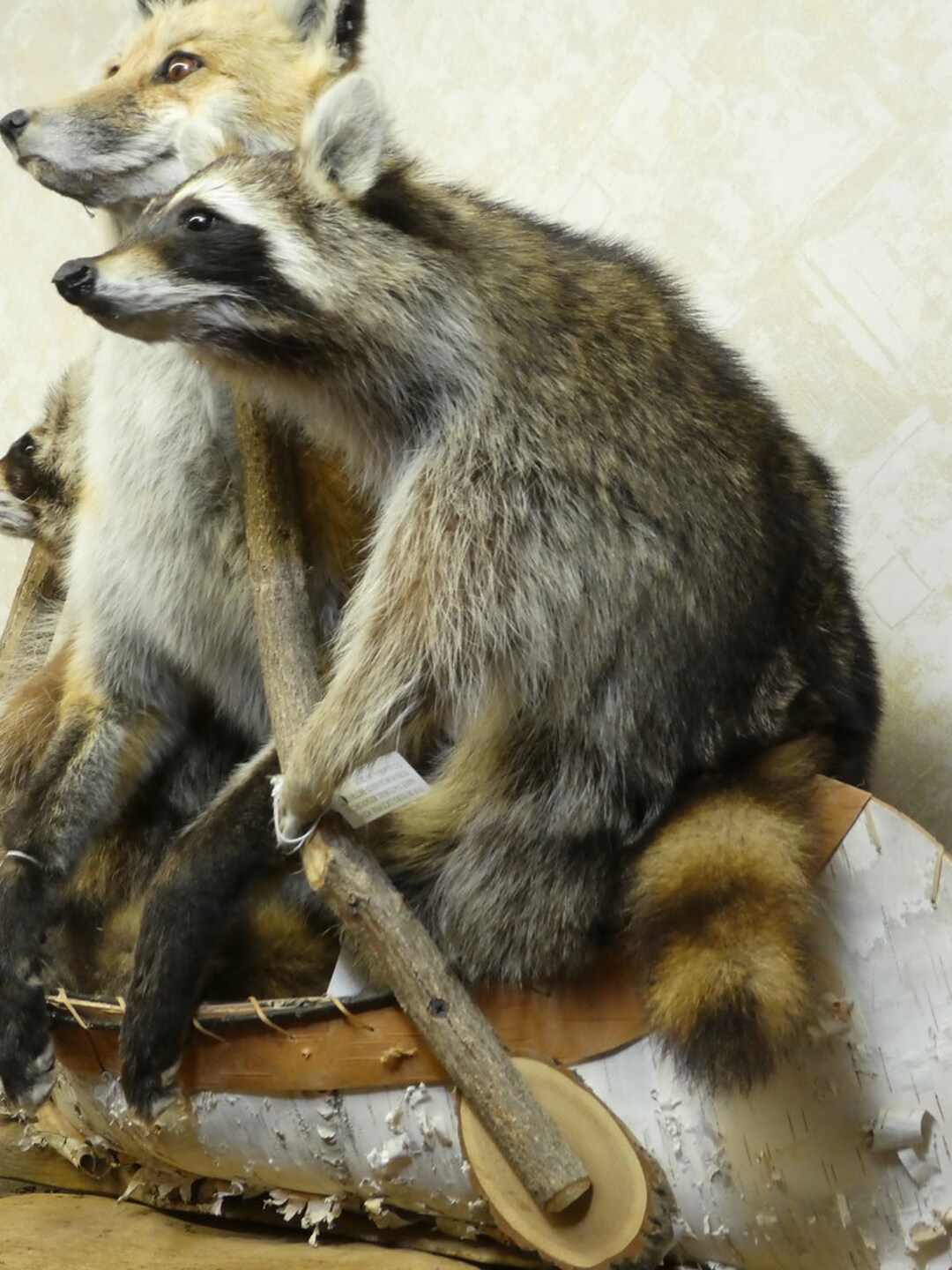 2 Raccoons 1 Red Fox Taxidermy on Noah's Ark Bark Canoe - Etsy